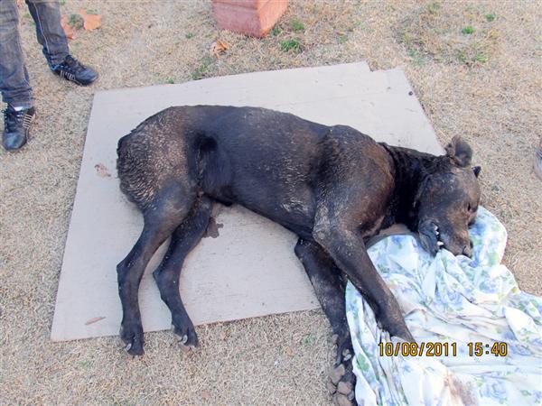 perro muerto (3) « Diario El Trabajo